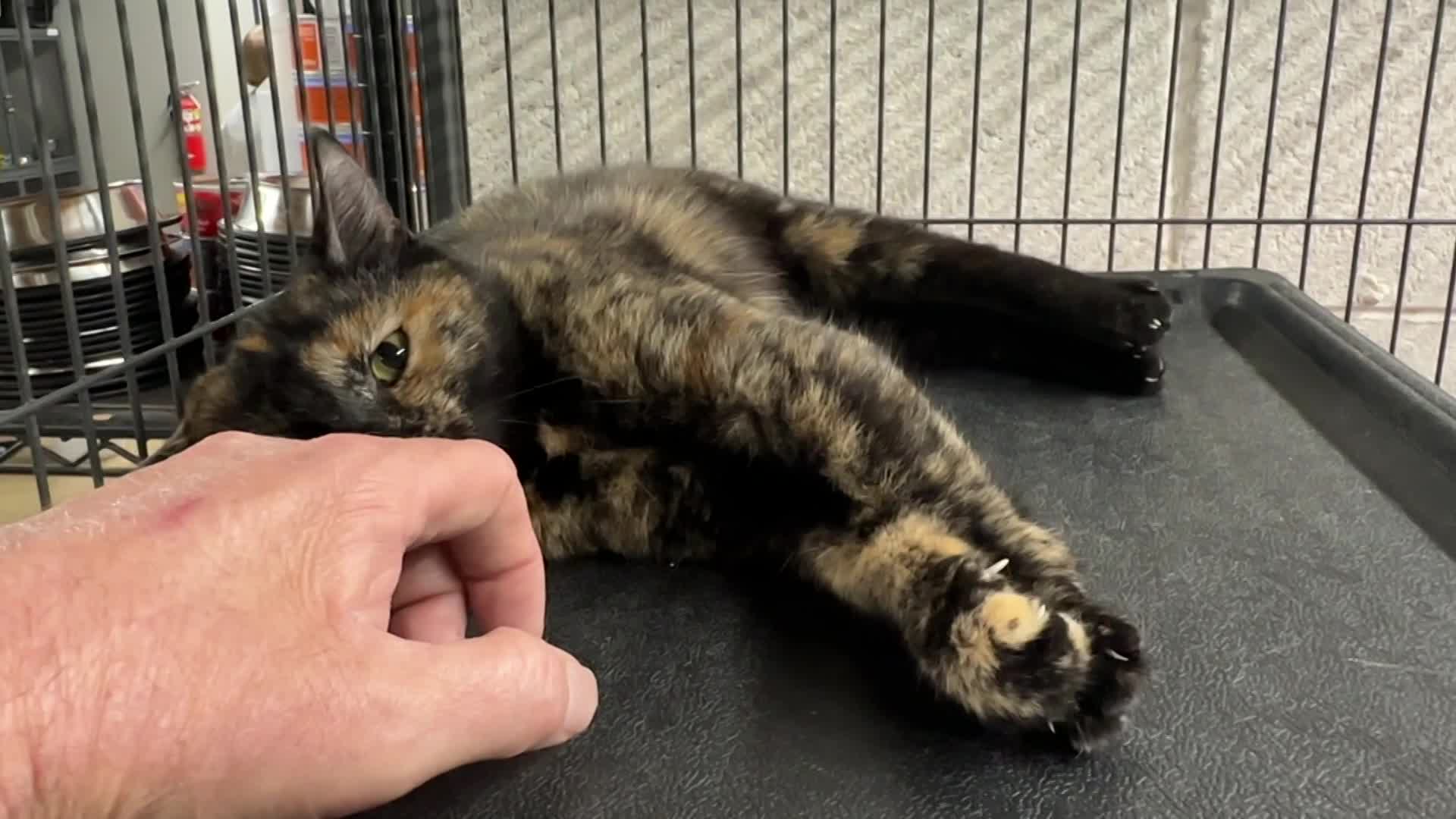 Tiny Tigers Rescues Cats